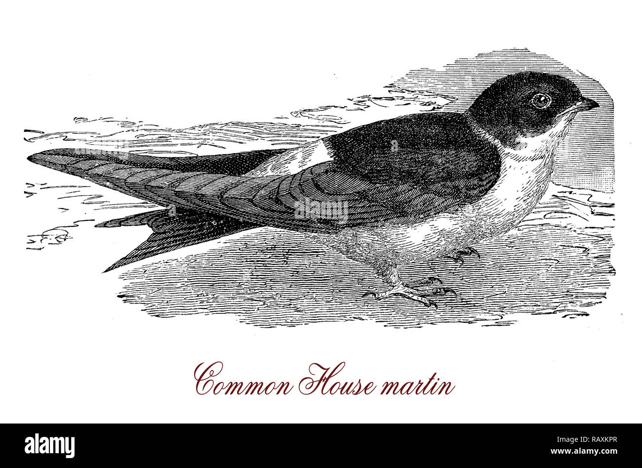 Vintage bird illustration house martin hi-res stock photography and ...