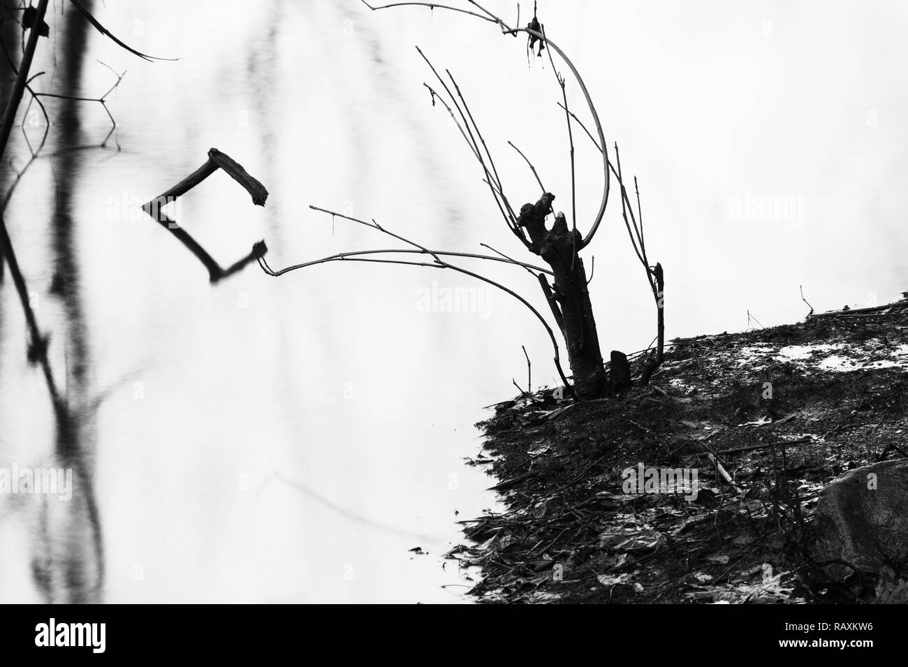 River bank plants Black and White Stock Photos & Images - Alamy