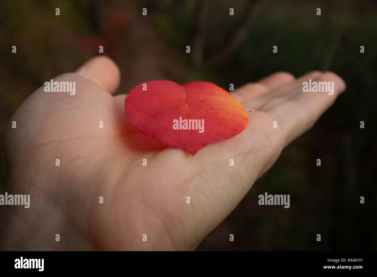 Human hand holding red leaf in palm High Resolution Stock Photography ...
