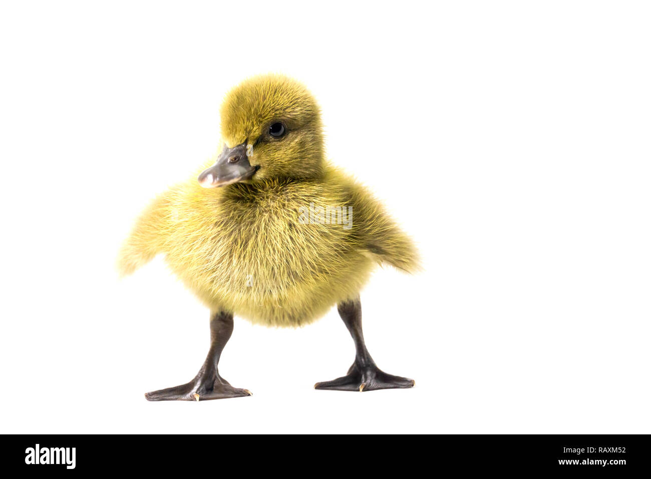 Yellow ducklings standing on a white background Stock Photo - Alamy