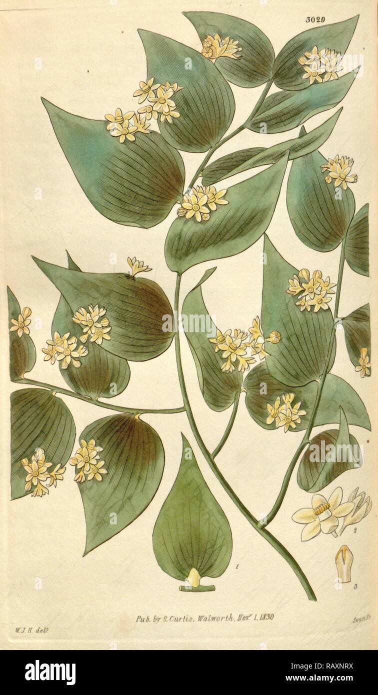 Botanical print by Sir William Jackson Hooker, FRS, 1785 – 1865 ...