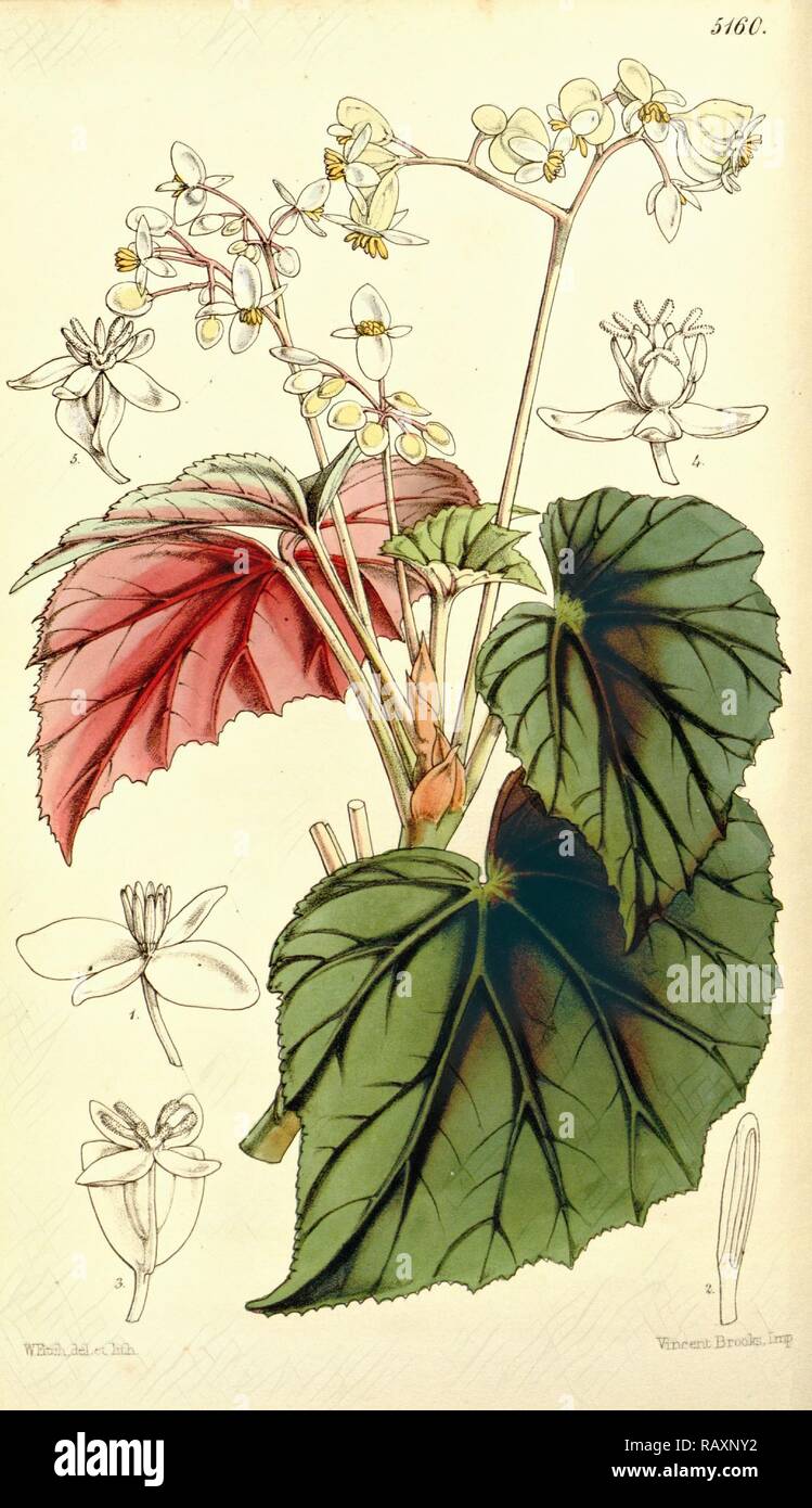 19th century botanical colour print. Botanical illustration. Form ...