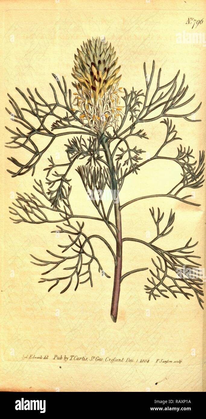 Botanical print by Sydenham Teast Edwards 1768 – 1819, Sydenham Edwards ...