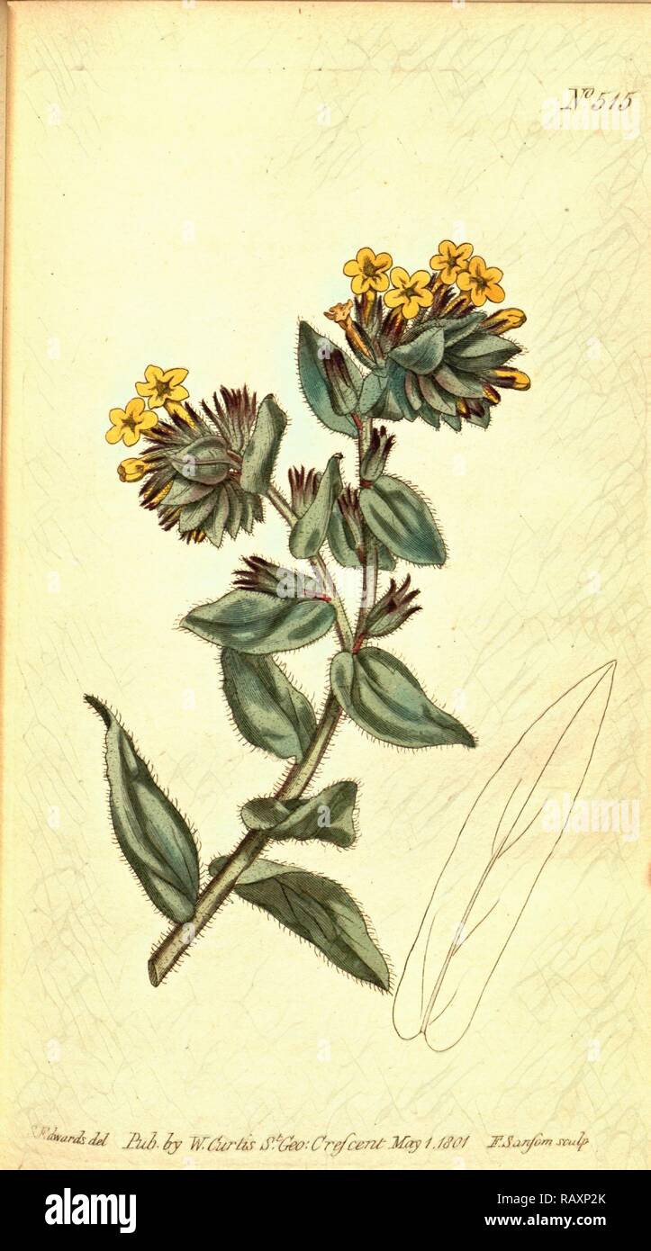 Botanical print by Sydenham Teast Edwards 1768 – 1819, Sydenham Edwards ...