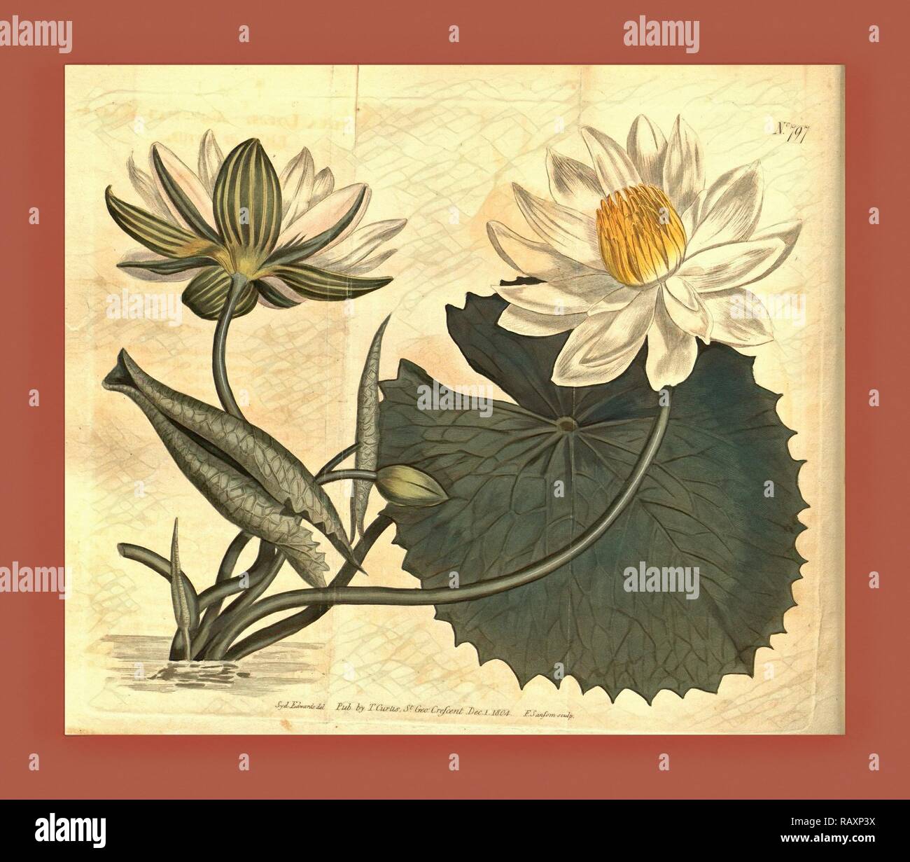 Botanical print by Sydenham Teast Edwards 1768 – 1819, Sydenham Edwards ...