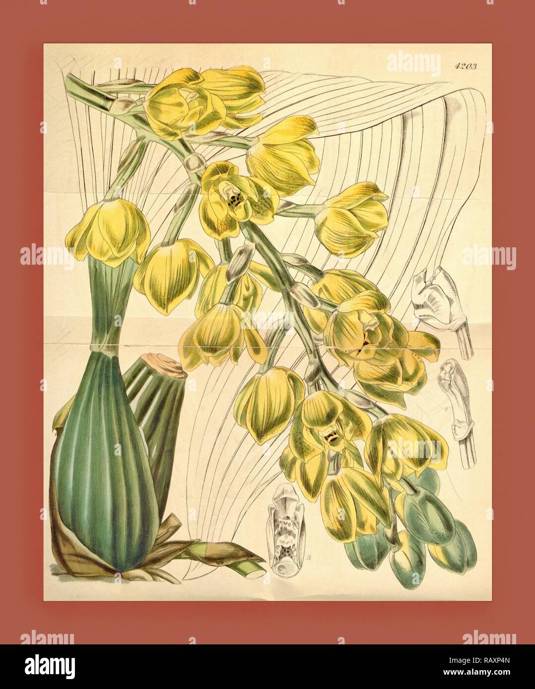 19th century botanical colour print. Botanical illustration. Form ...
