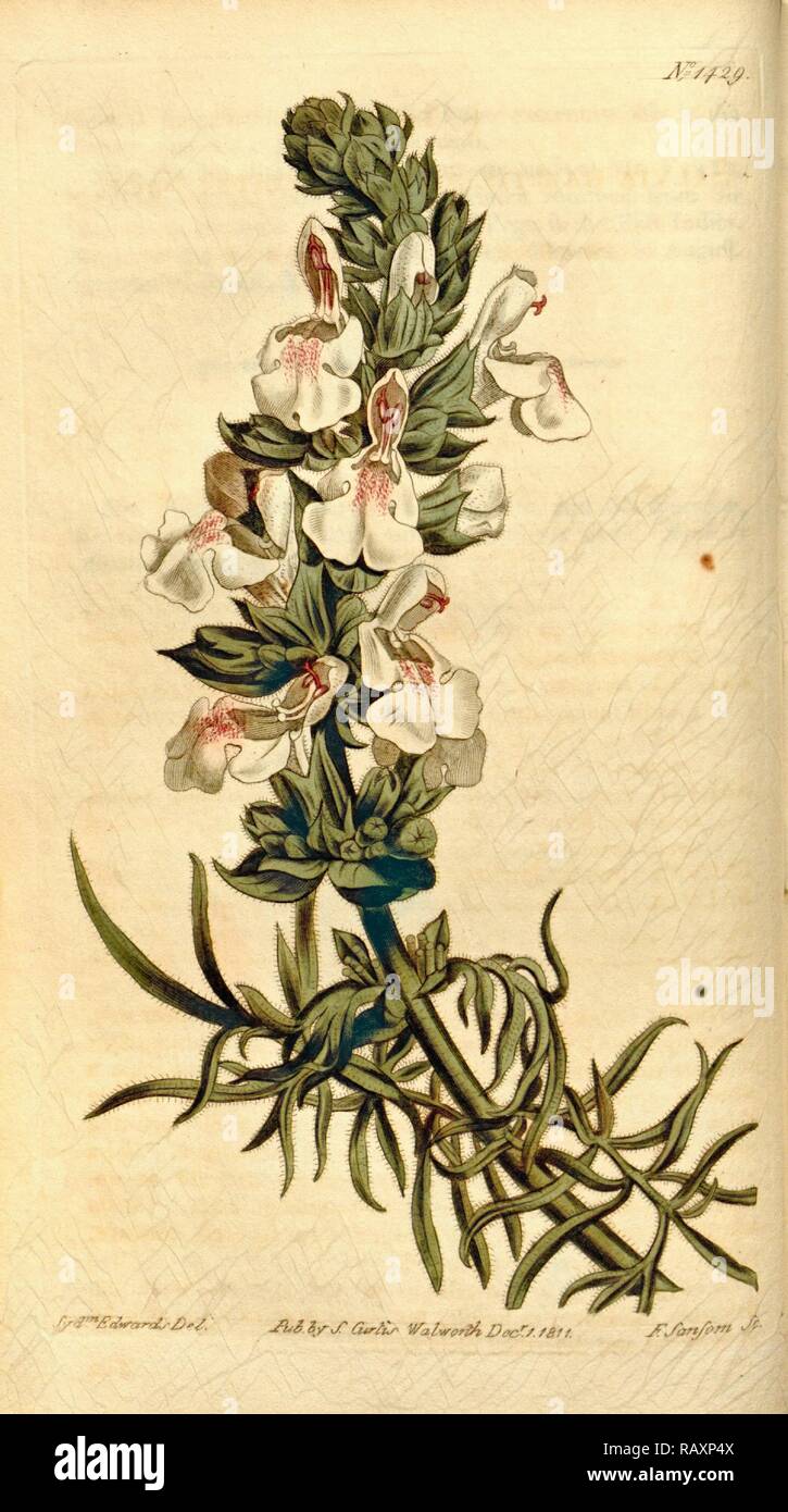 Botanical print by Sydenham Teast Edwards 1768 – 1819, Sydenham Edwards ...