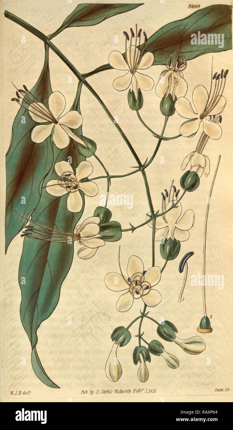Botanical print by Sir William Jackson Hooker, FRS, 1785 – 1865 ...