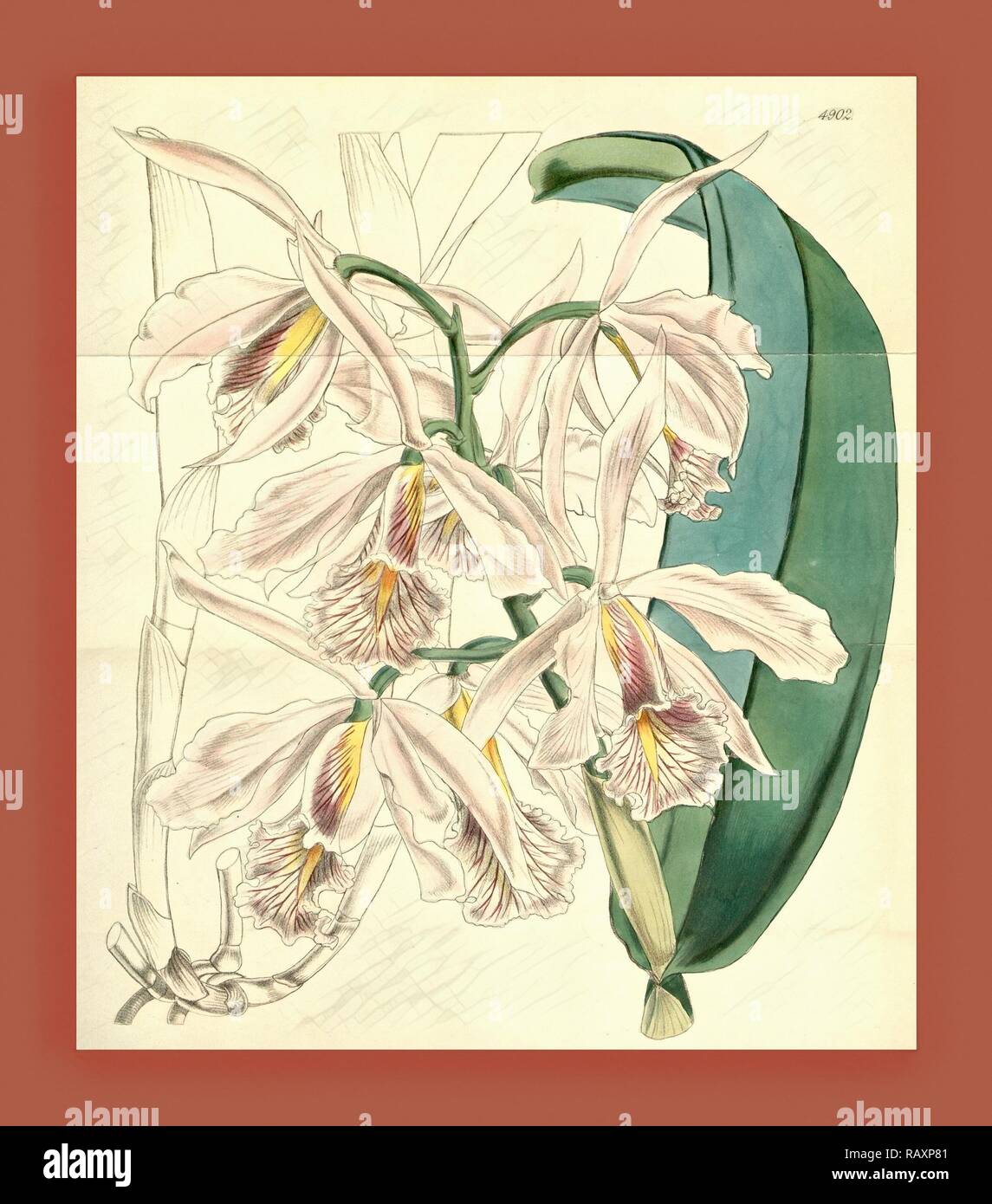 19th century botanical colour print. Botanical illustration. Form ...