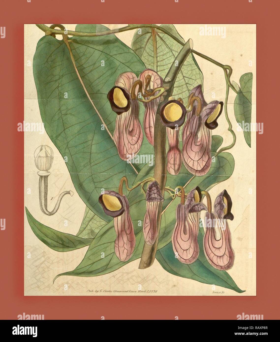 Botanical print or English natural history illustration by Joseph Swan ...