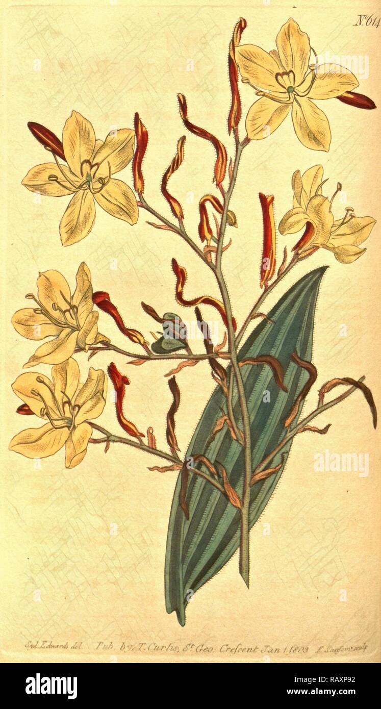 Botanical print by Sydenham Teast Edwards 1768 – 1819, Sydenham Edwards ...