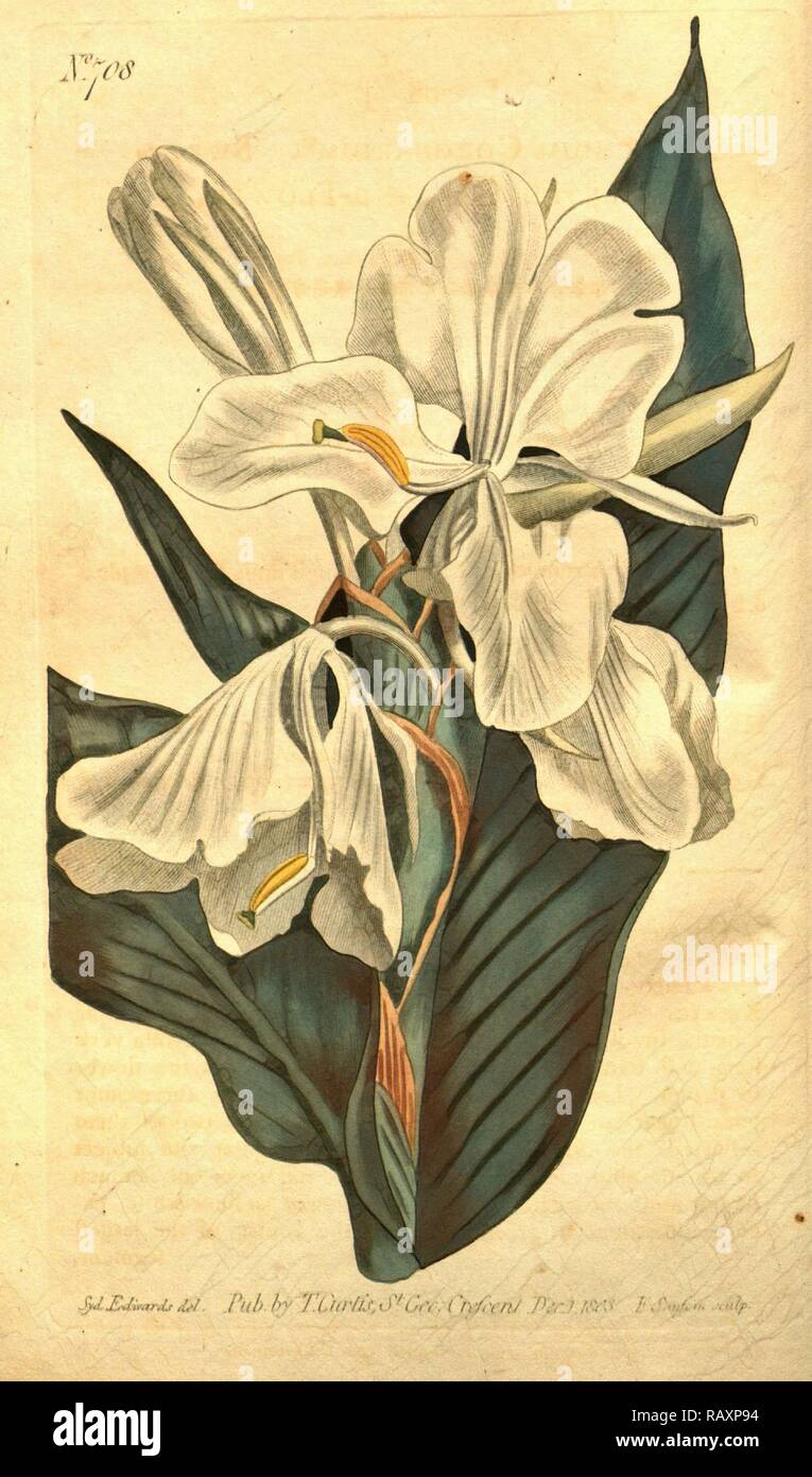 Botanical print by Sydenham Teast Edwards 1768 – 1819, Sydenham Edwards ...