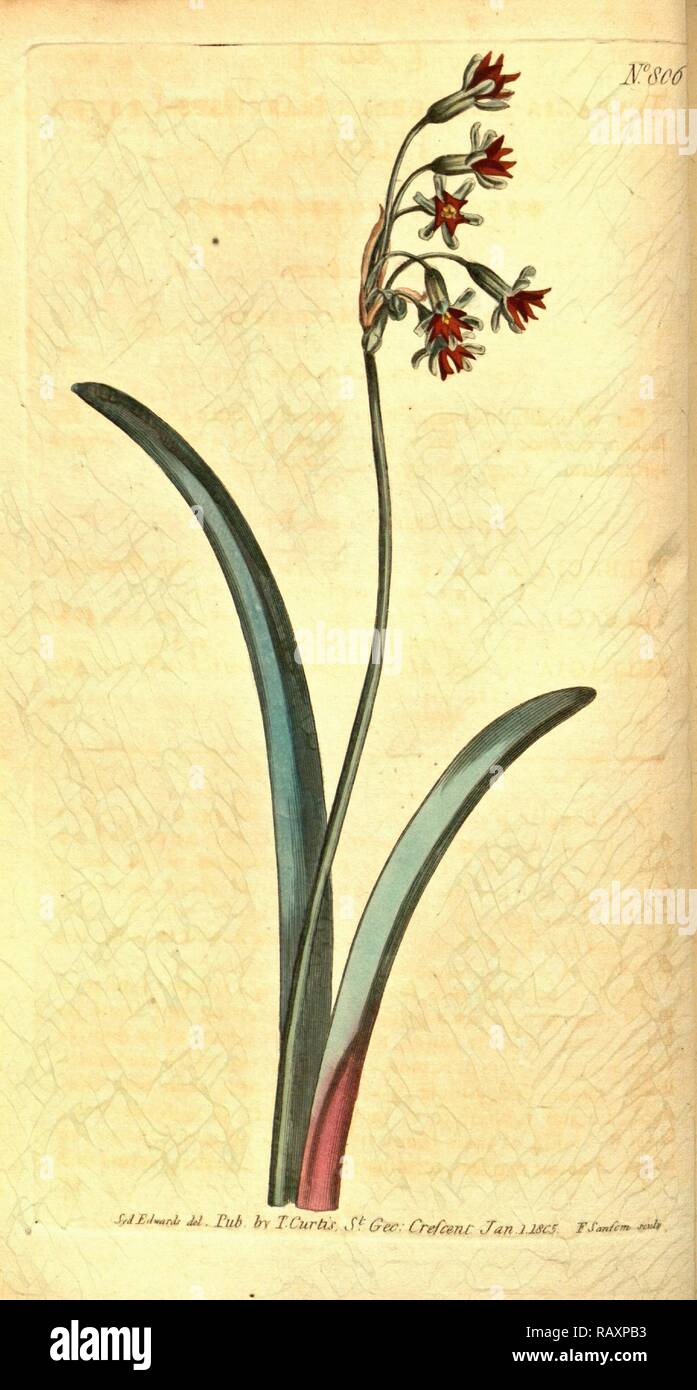 Botanical print by Sydenham Teast Edwards 1768 – 1819, Sydenham Edwards ...