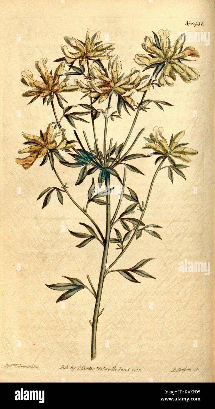 Botanical print by Sydenham Teast Edwards 1768 – 1819, Sydenham Edwards ...