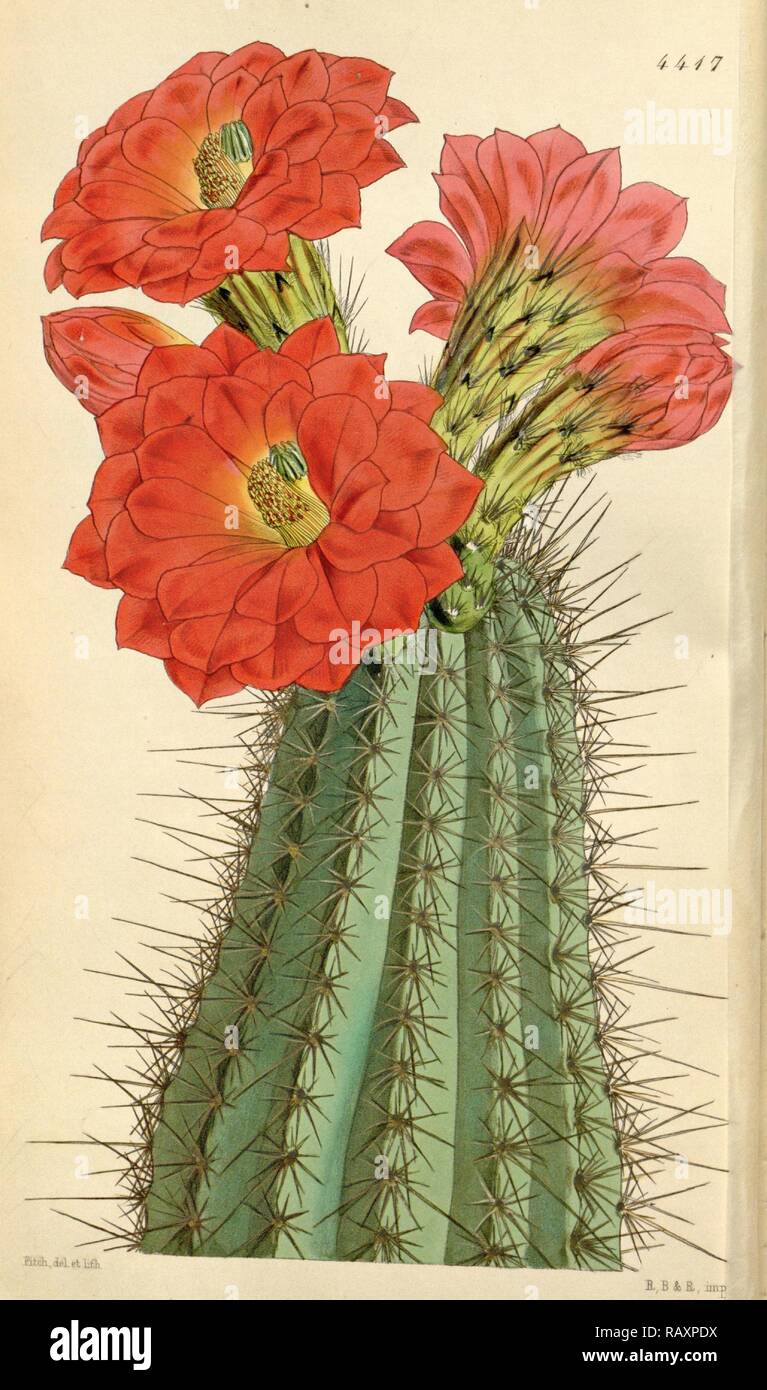 Botanical Print by Walter Hood Fitch 1817 – 1892, W.H. Fitch was an ...