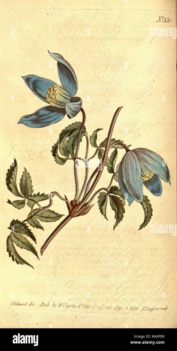 Botanical print by Sydenham Teast Edwards 1768 – 1819, Sydenham Edwards ...