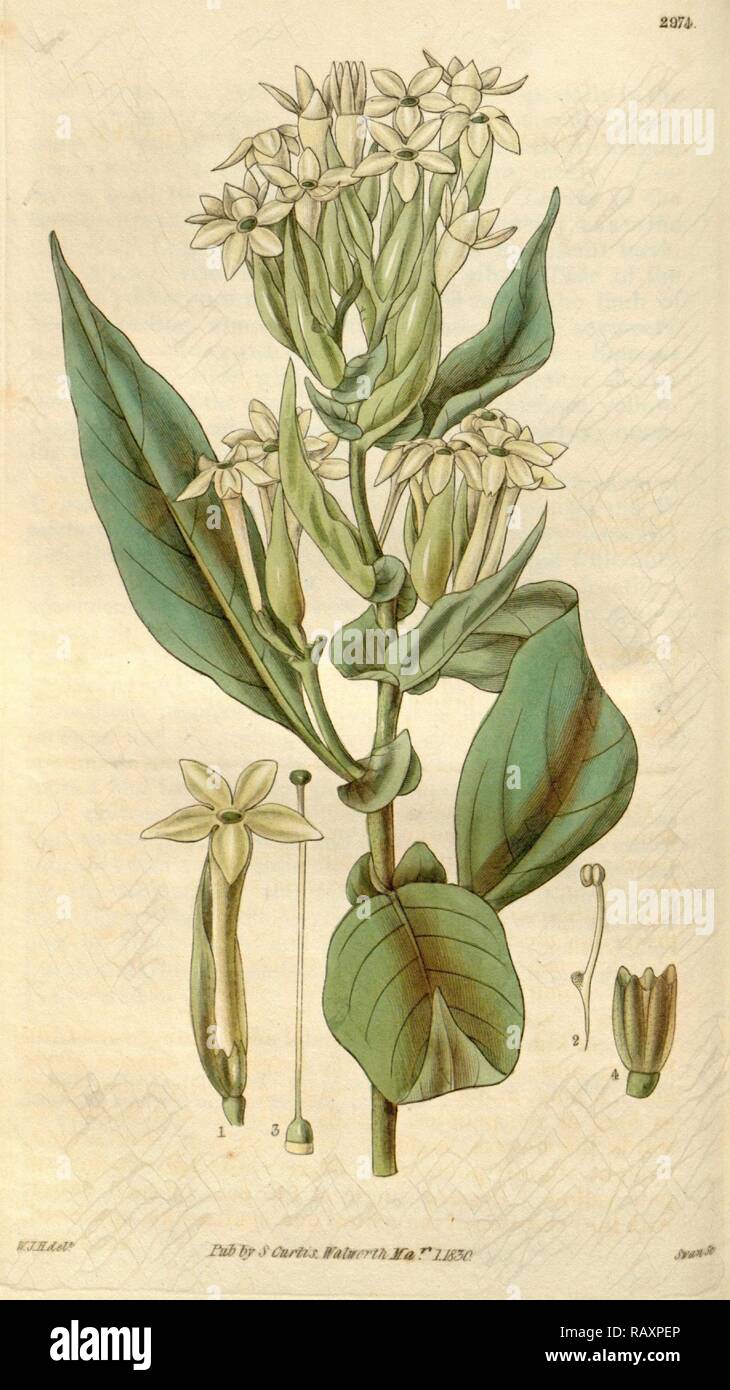 Botanical print by Sir William Jackson Hooker, FRS, 1785 – 1865 ...