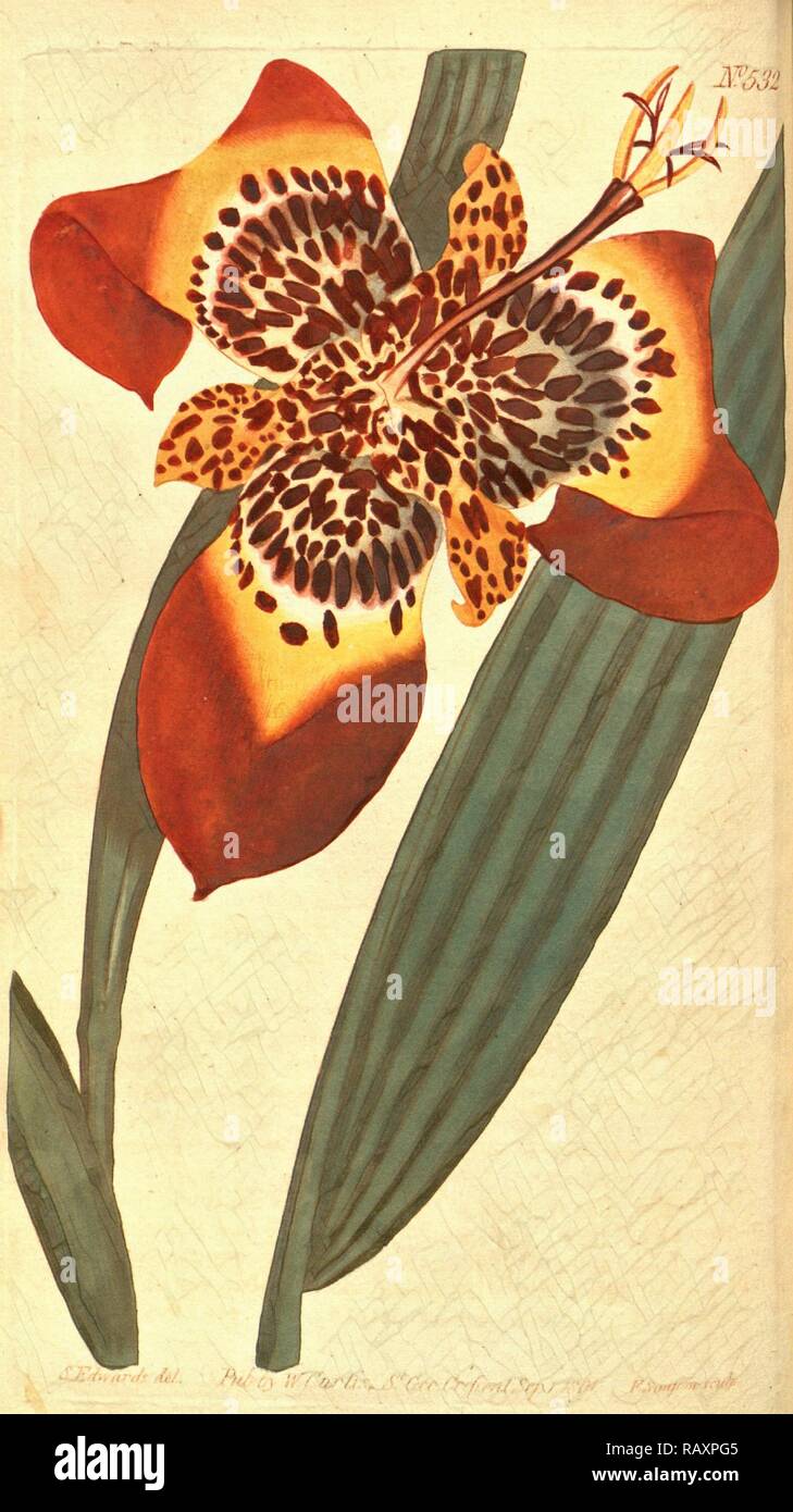 Botanical print by Sydenham Teast Edwards 1768 – 1819, Sydenham Edwards ...