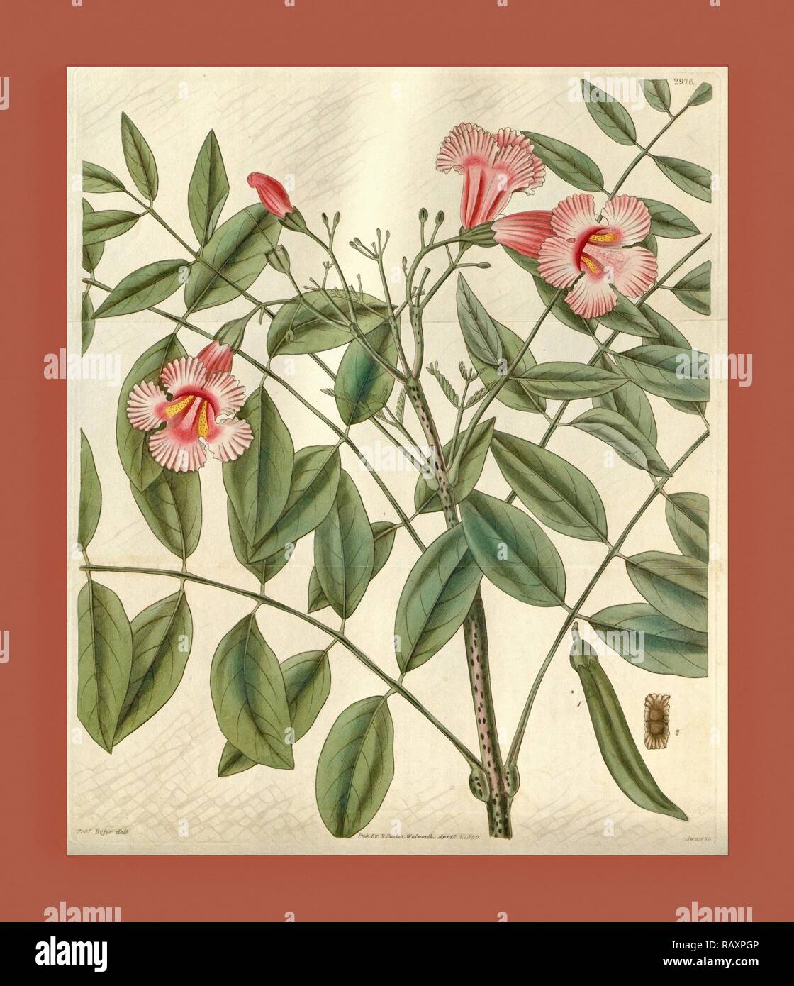 Botanical print or English natural history illustration by Joseph Swan ...