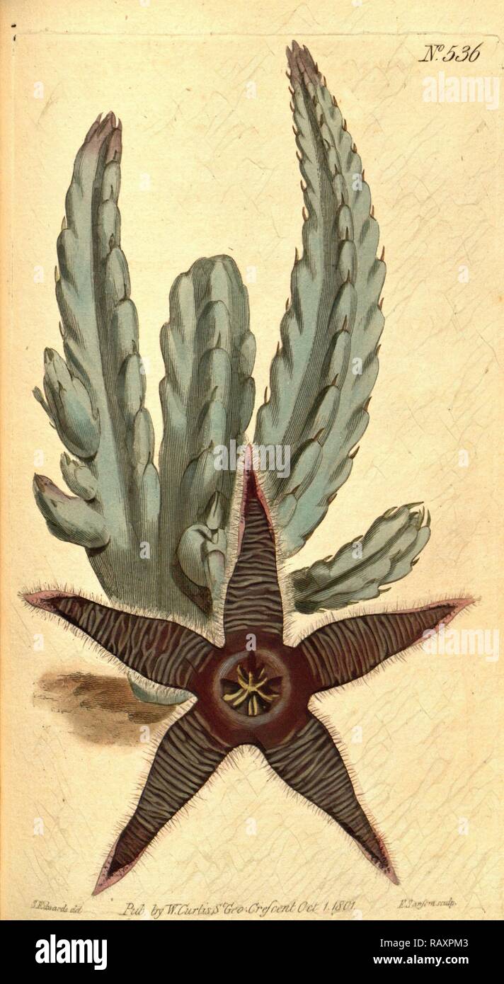 Botanical print by Sydenham Teast Edwards 1768 – 1819, Sydenham Edwards ...