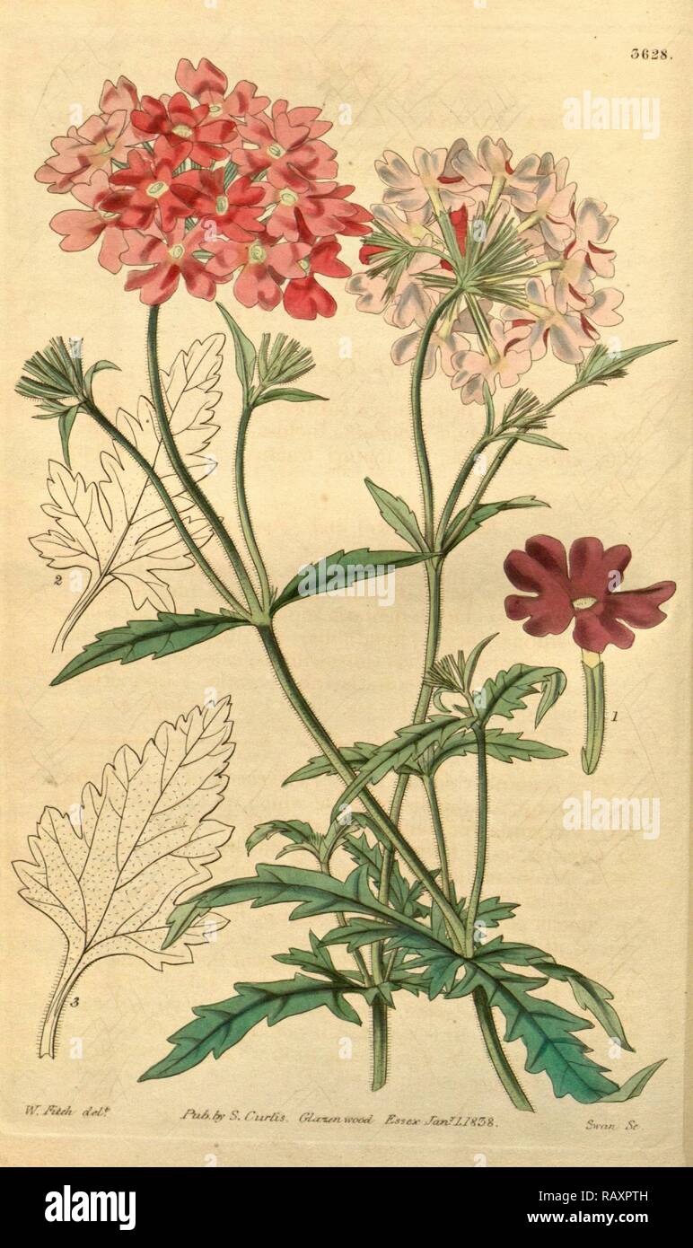 Botanical Print by Walter Hood Fitch 1817 – 1892, W.H. Fitch was an ...