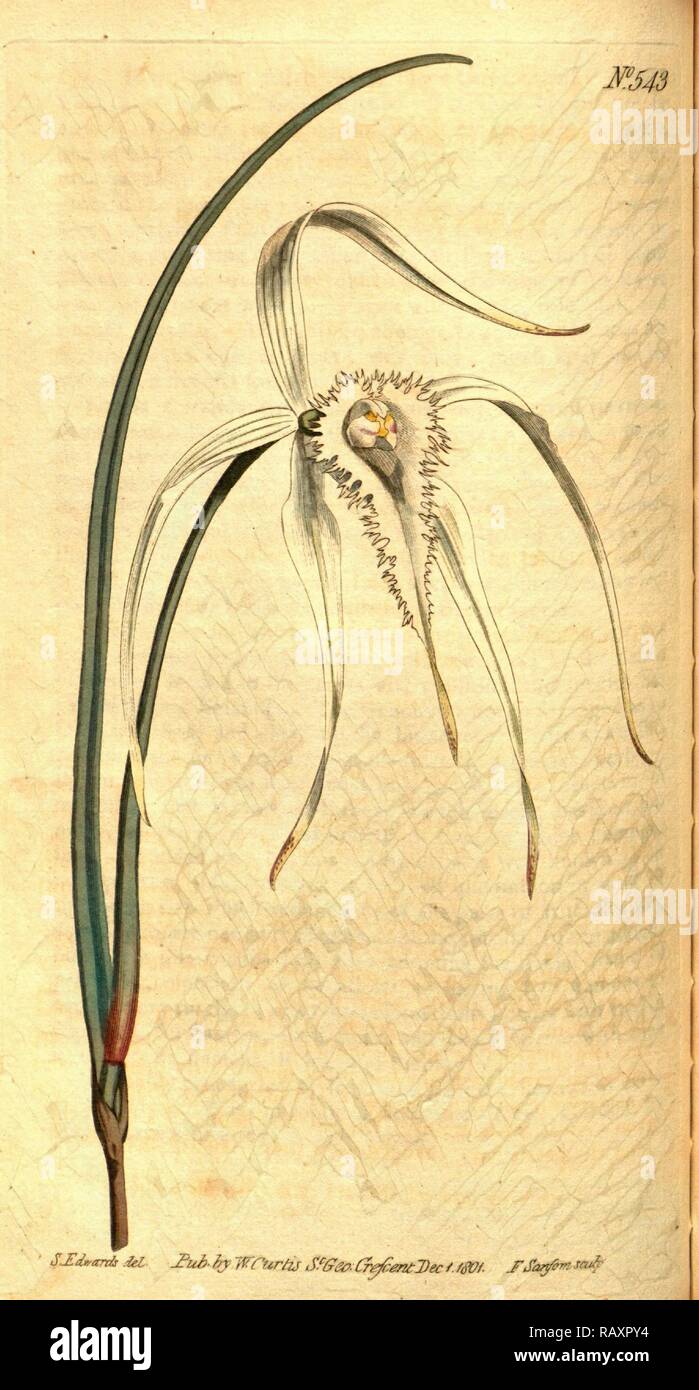 Botanical print by Sydenham Teast Edwards 1768 – 1819, Sydenham Edwards ...