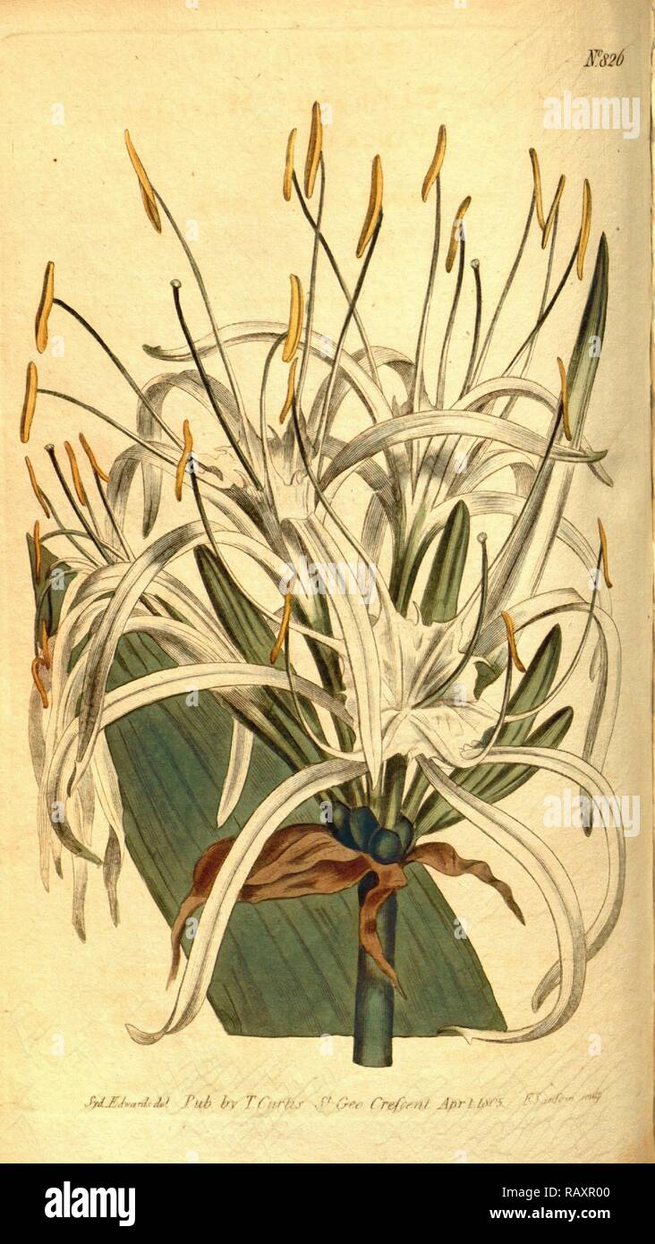 Botanical print by Sydenham Teast Edwards 1768 – 1819, Sydenham Edwards ...