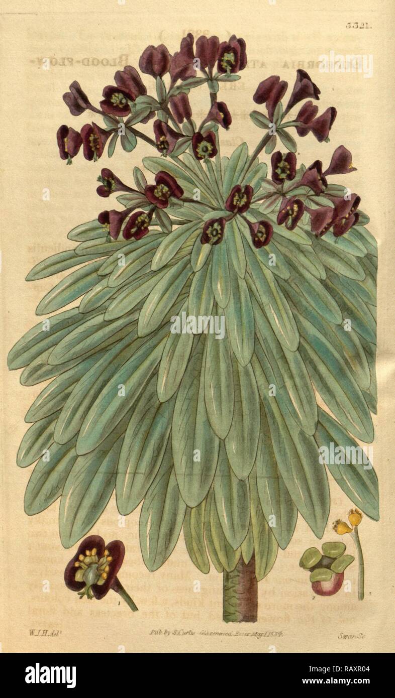 Botanical print by Sir William Jackson Hooker, FRS, 1785 – 1865 ...