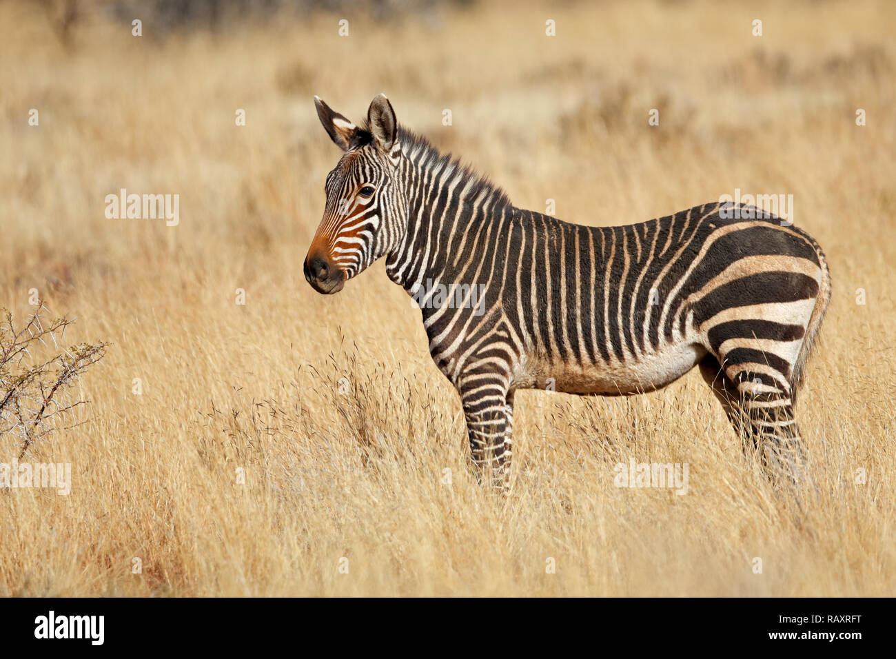 Cape mountain zebra (Equus zebra) in natural habitat, Mountain Zebra ...