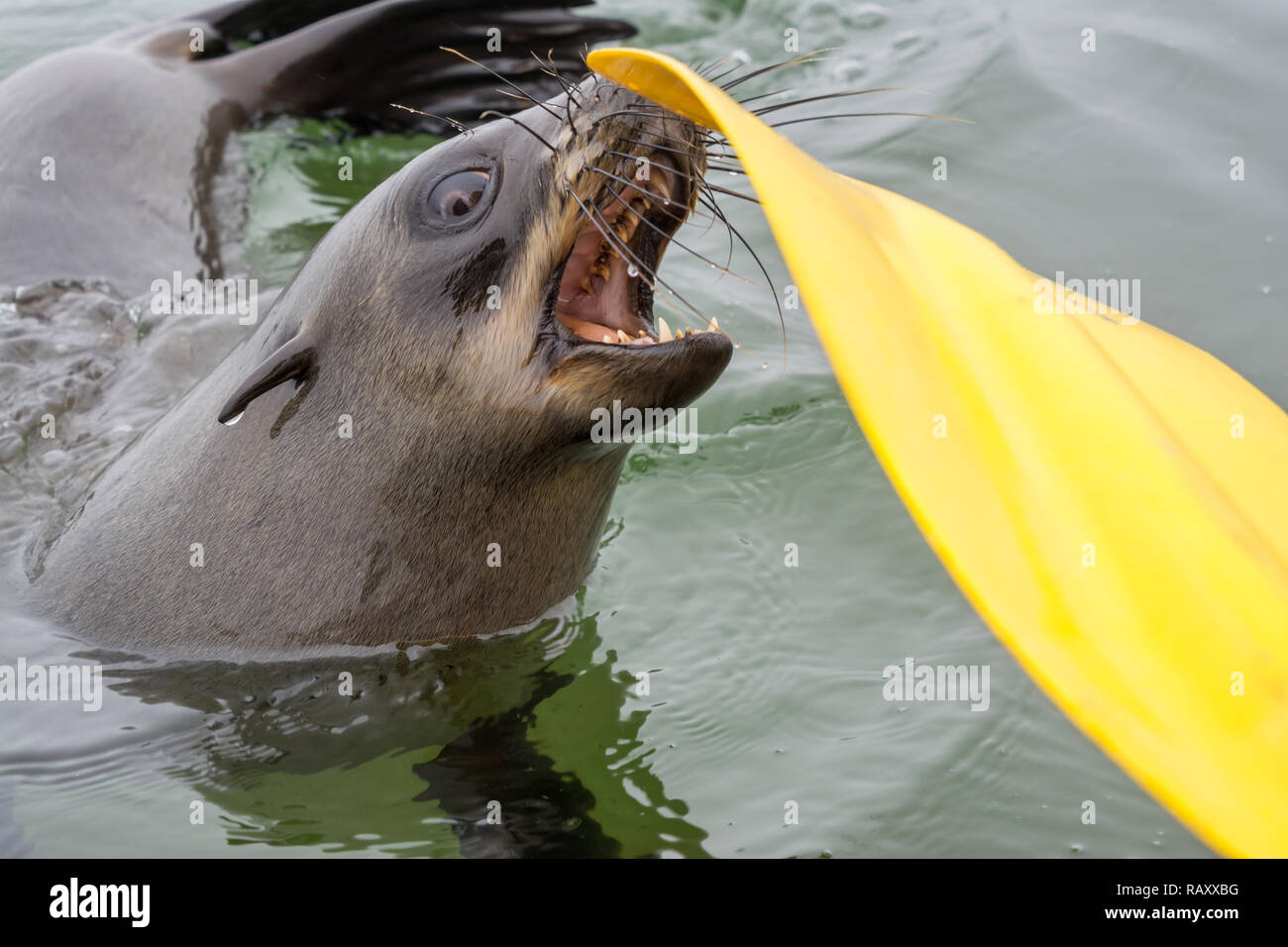 cape fur seal biting a kayak paddle, Arctocephalus pusillus, Walvis bay ...