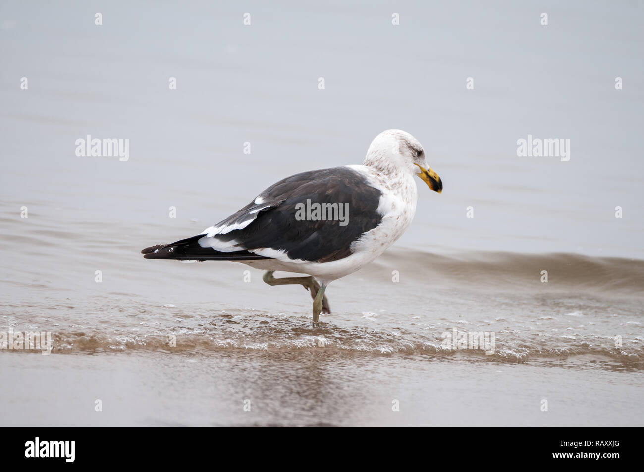Cape gull, Kelp gull, on the beach, Larus dominicanus vetula, Namibia ...