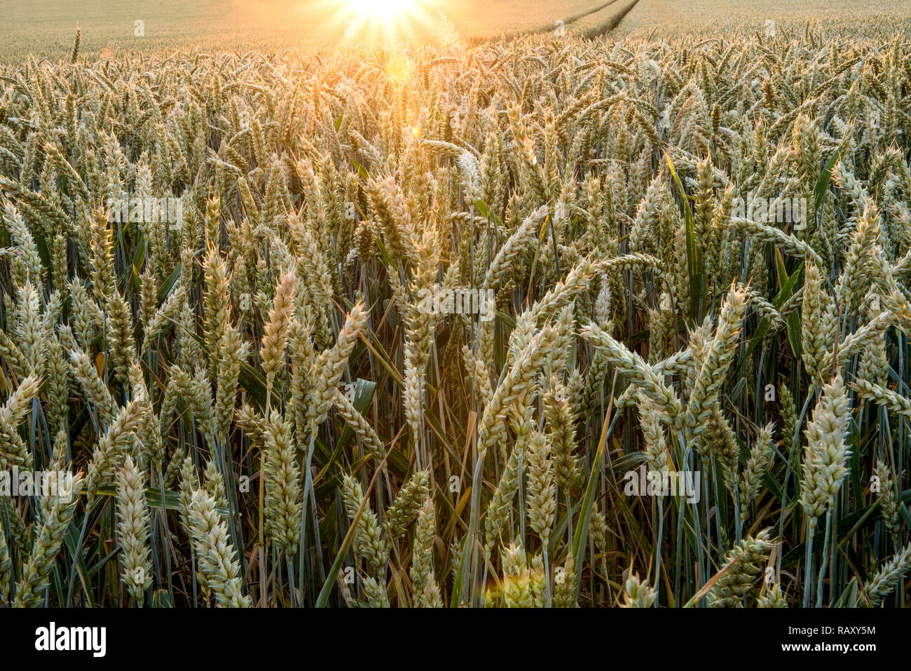 Harvest sunset in golden fields hi-res stock photography and images - Alamy