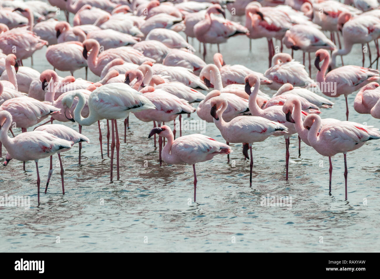 Walvis Bay Pink Flamingos Flamingo Namibia High Resolution Stock ...