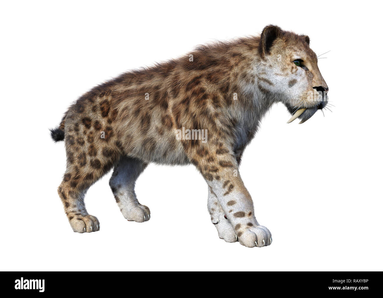 3D rendering of a sabertooth tiger isolated on white background Stock ...