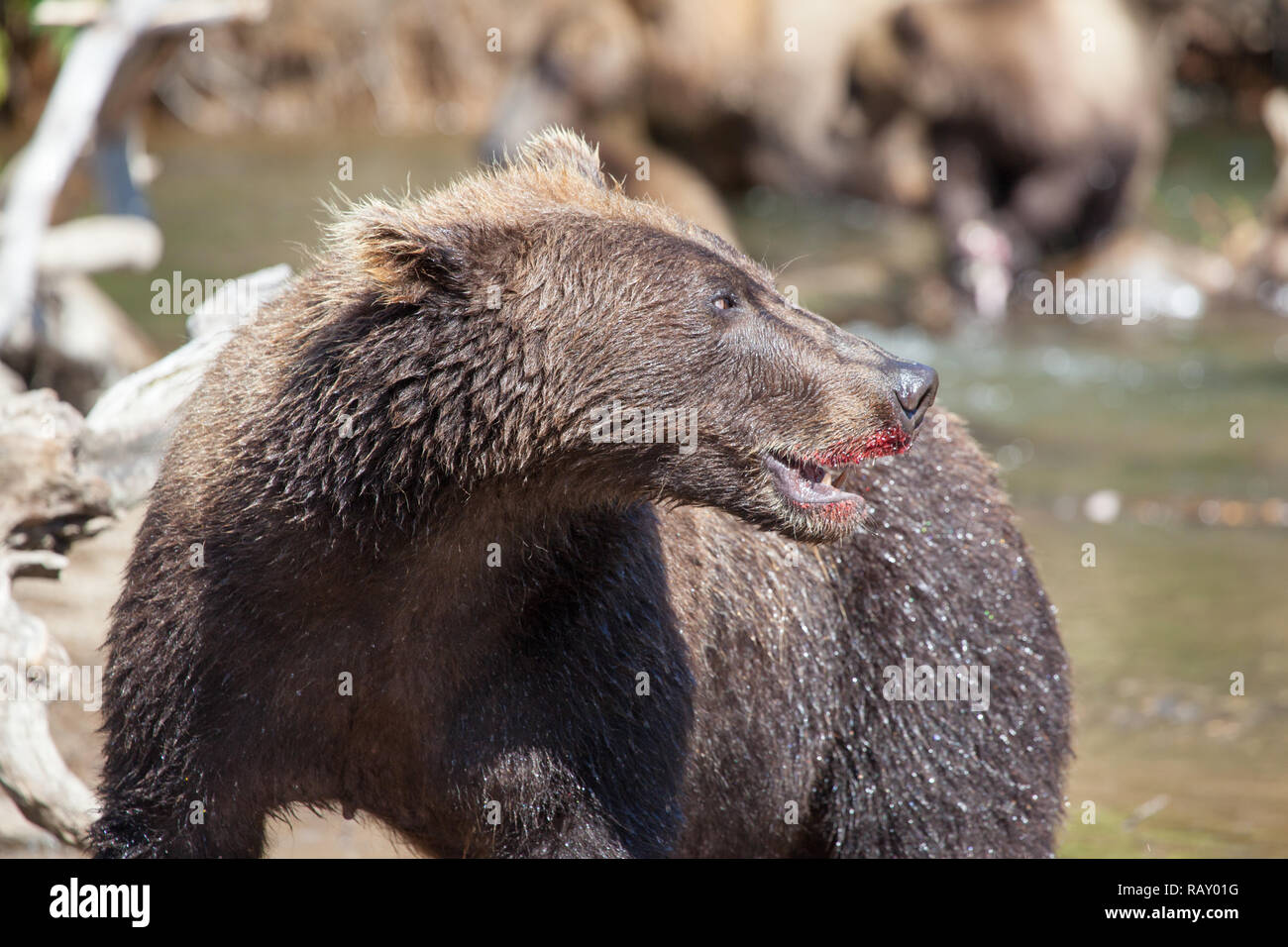 Fish lips and teeth hi-res stock photography and images - Alamy