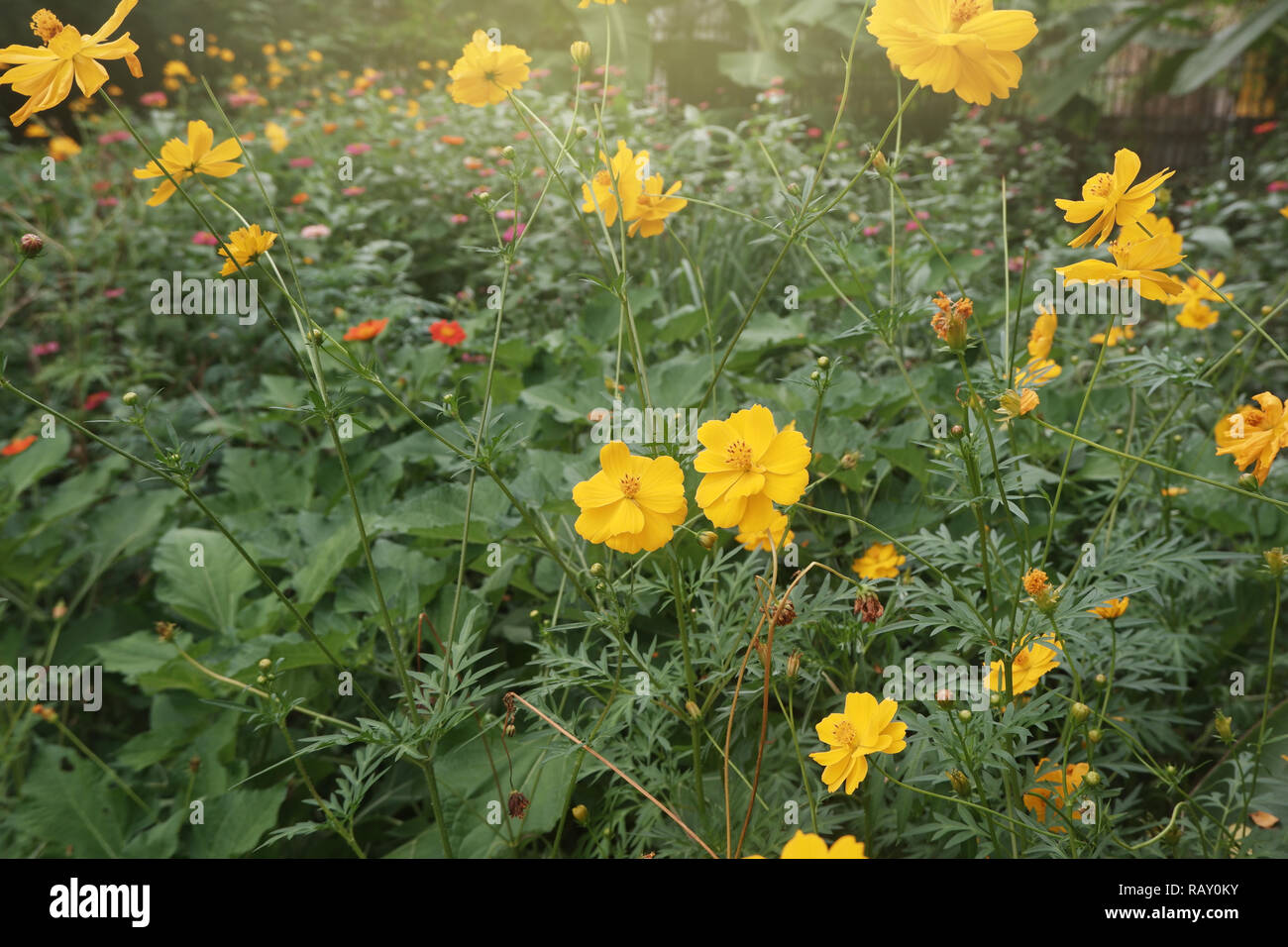 Most beautiful cosmos garden hi-res stock photography and images - Alamy