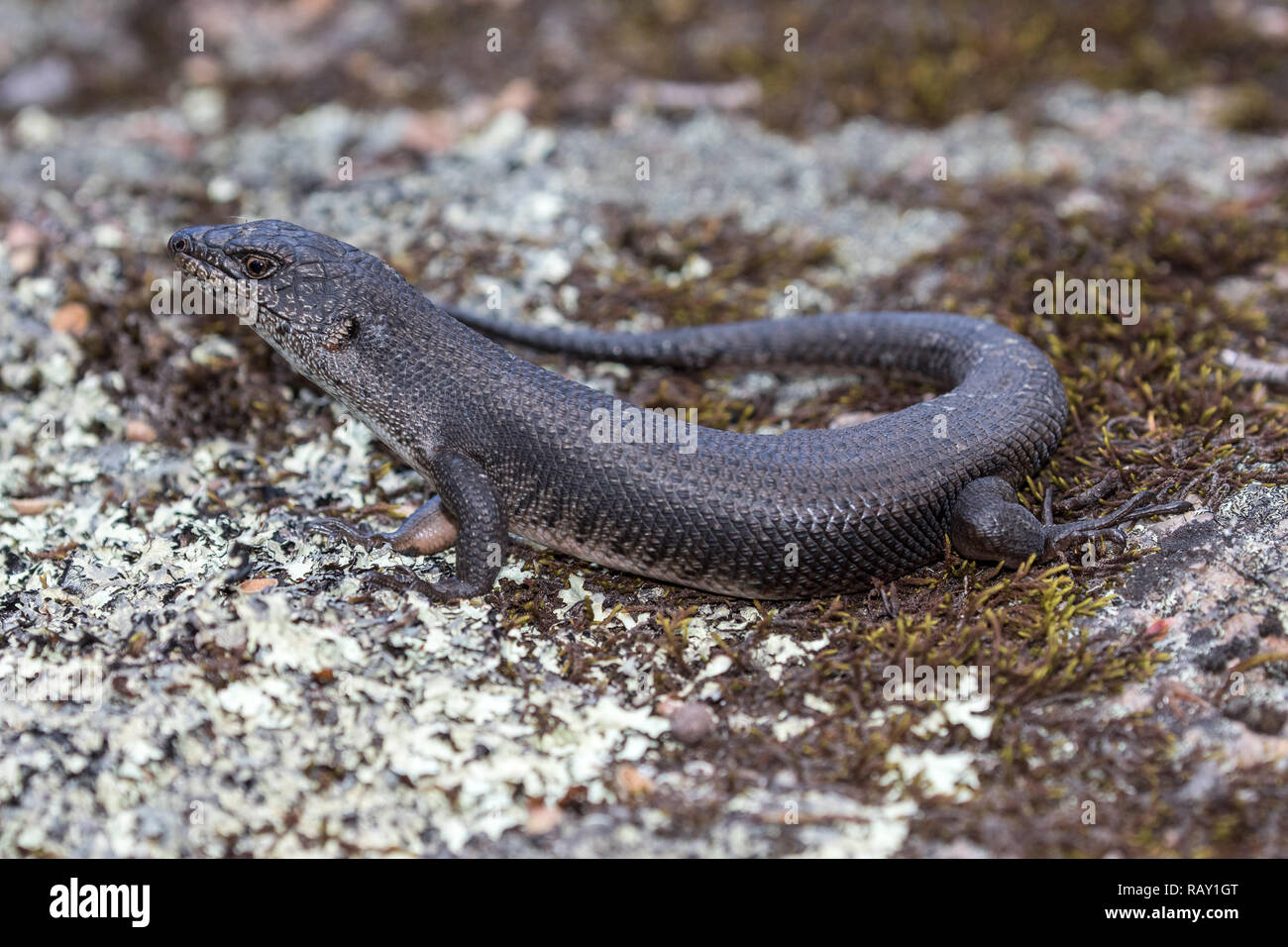 Terror Skink