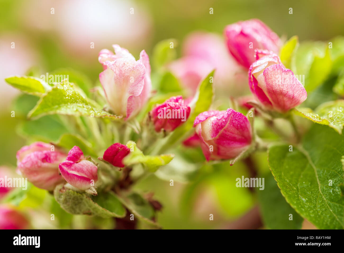 Apple tree flower Stock Photo - Alamy