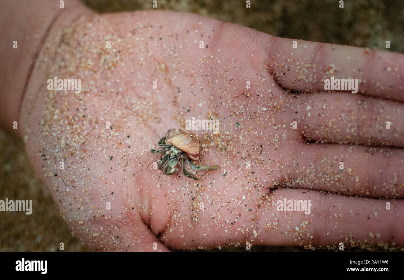 Crawling animals hi-res stock photography and images - Alamy