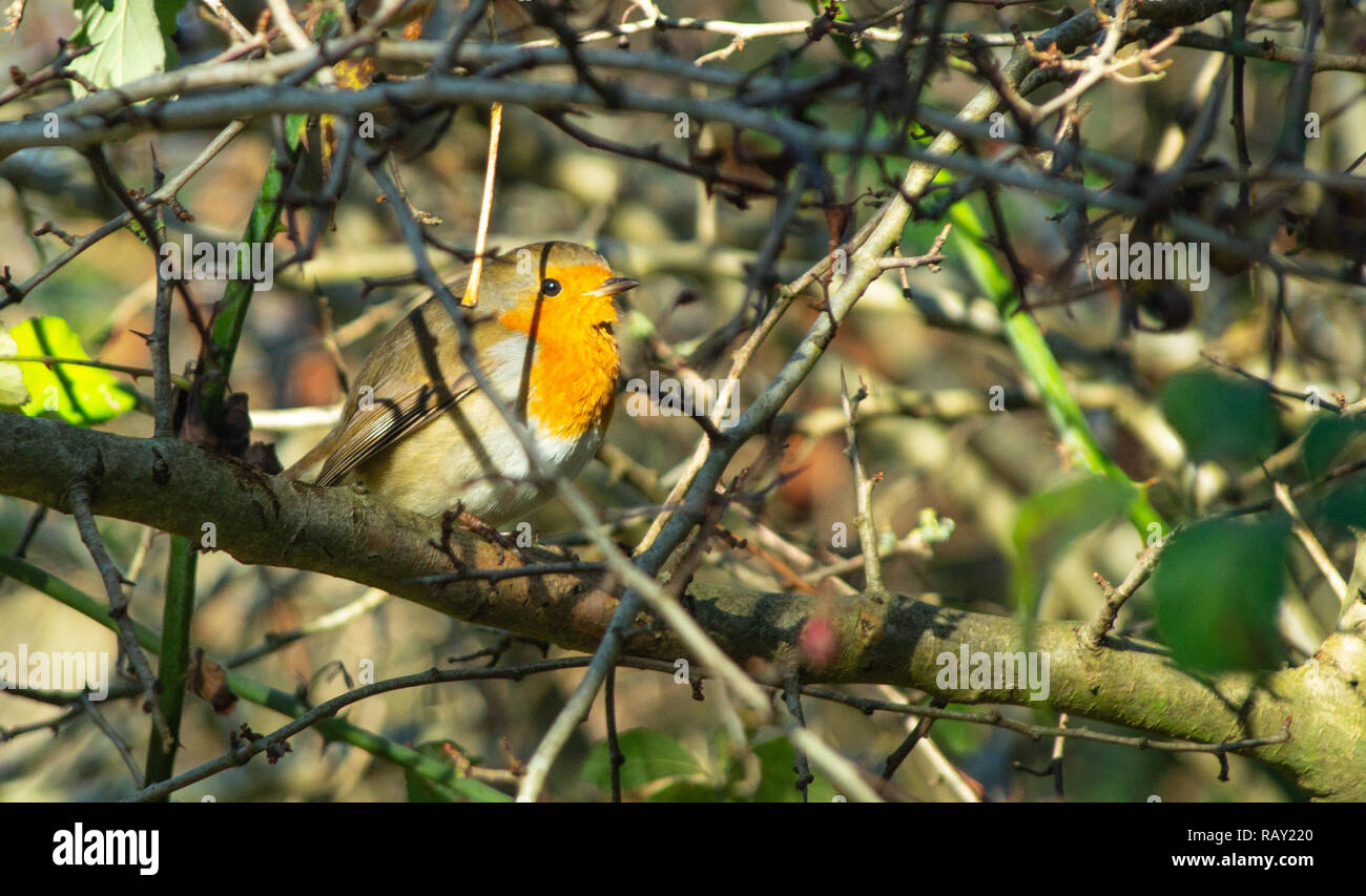 American robin showing bird hi-res stock photography and images - Alamy