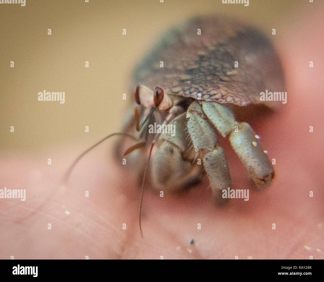 Protecting wild animals hi-res stock photography and images - Alamy