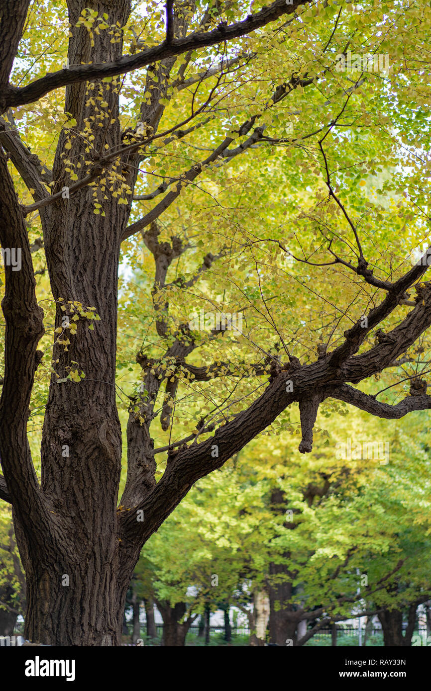 Ginkgo biloba leaf changing color in the ueno park tokyo japan Stock ...