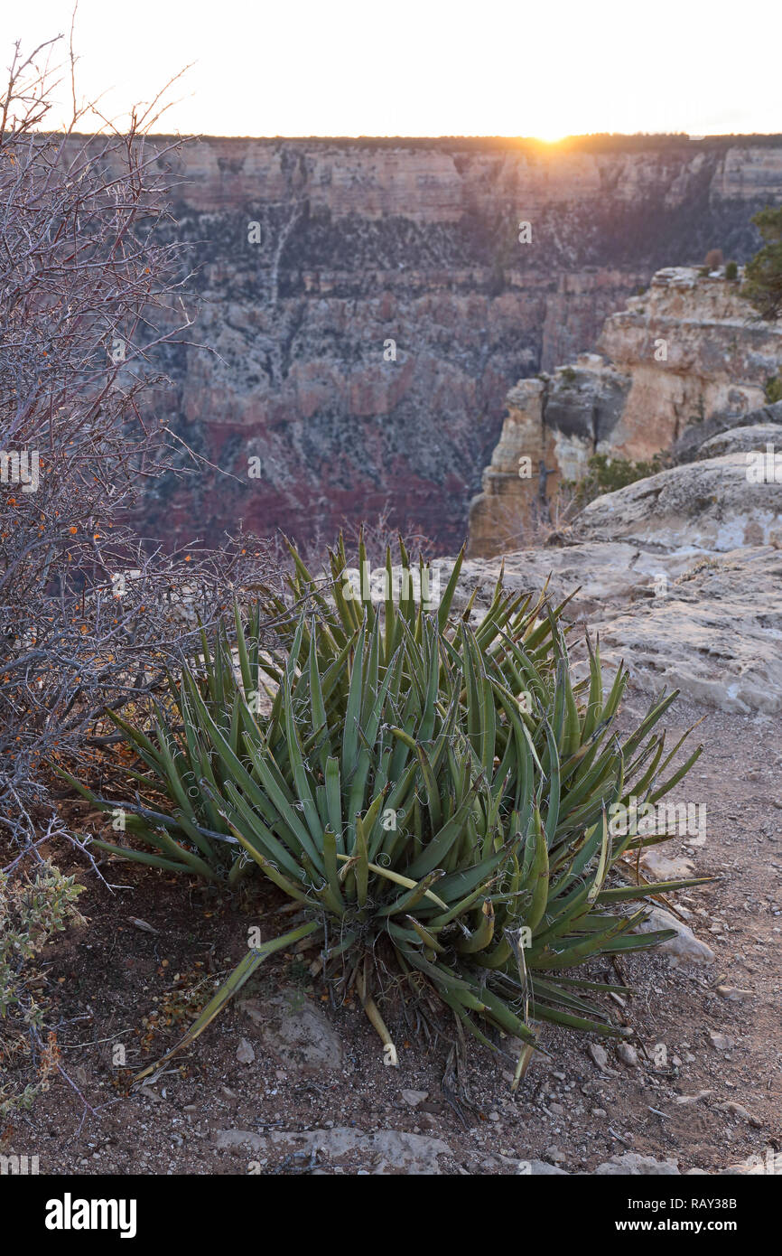Sunset and agave, probably Agave utahensis ssp. kaibabensis, at the ...