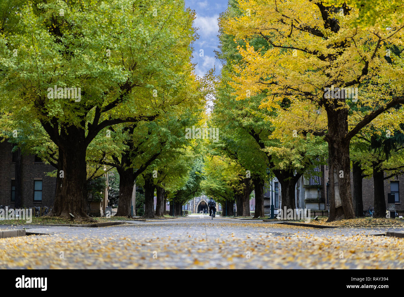 TOKYO, JAPAN - November 20, 2018: Ginkgo yellow leaves at the road inside the University of ...