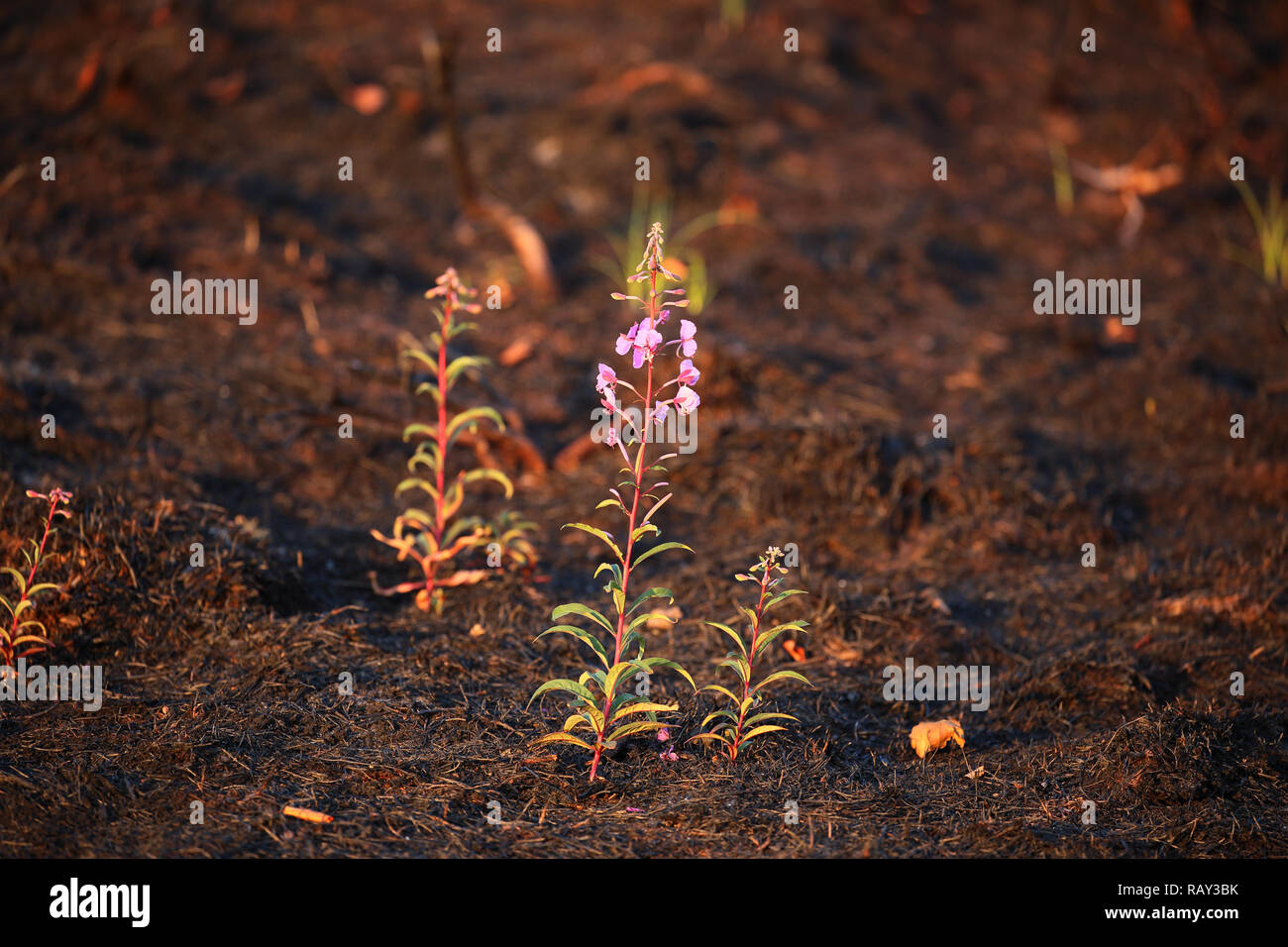 Rosebay willowherb (Chamerion angustifolium) blooming not long after a wildfire cleared the area ...