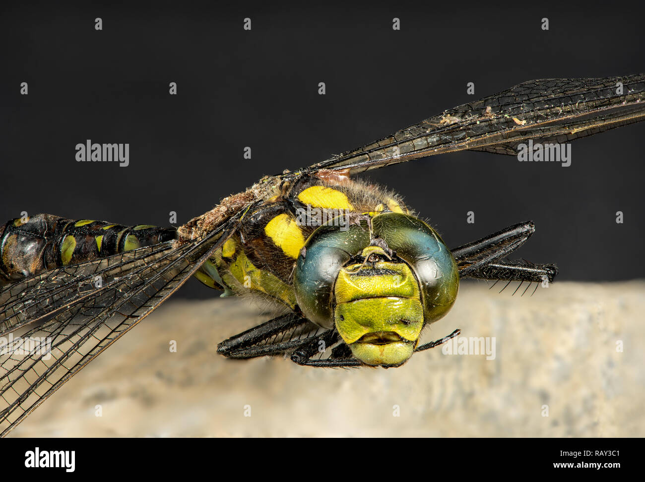 portrait of a dragonfly Stock Photo - Alamy