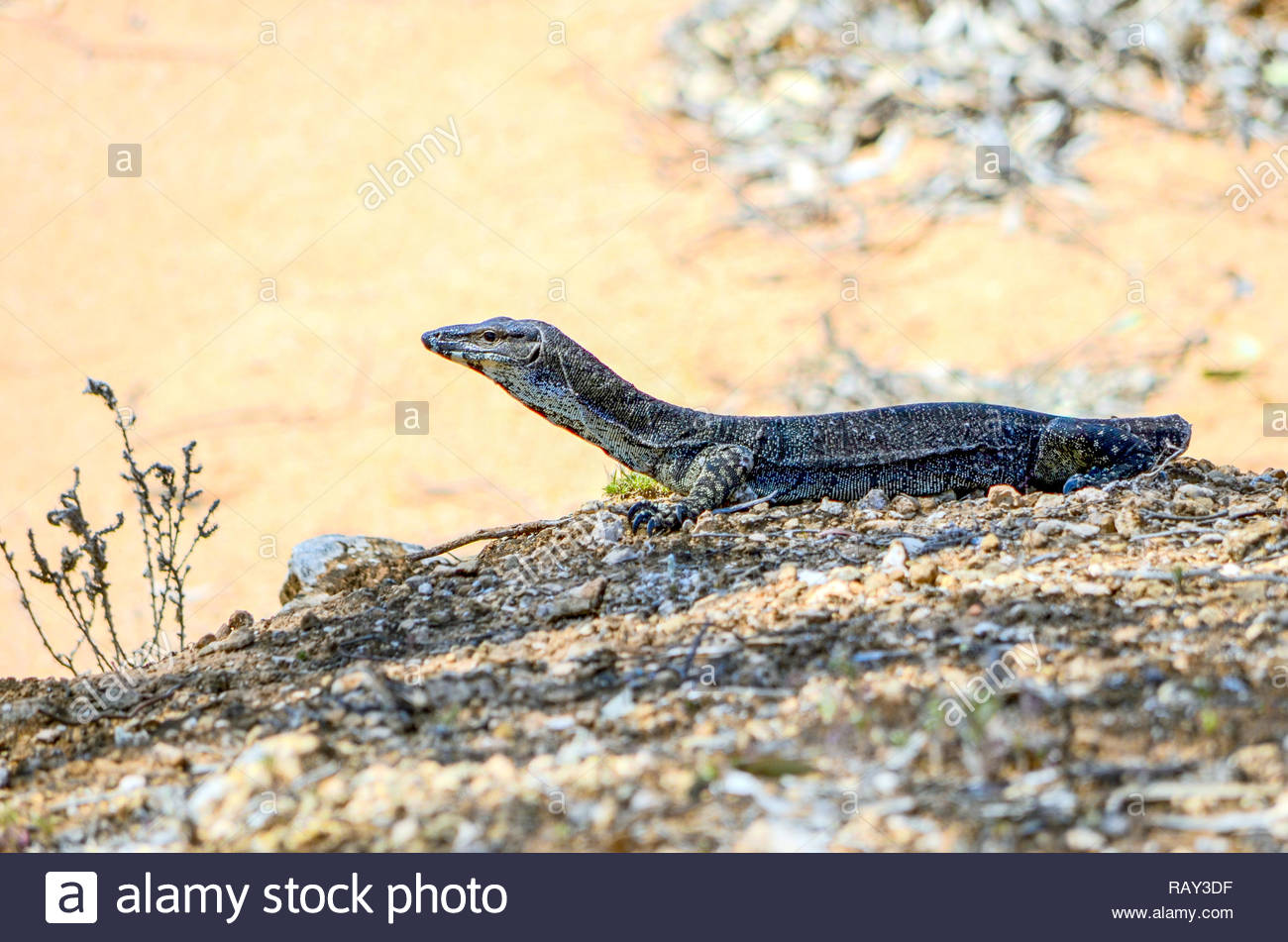 Goanna Lizard Stock Photos & Goanna Lizard Stock Images - Alamy