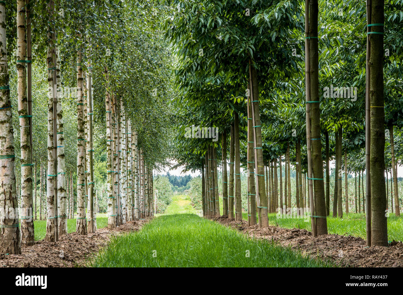 tree rows with vanishing point Stock Photo - Alamy