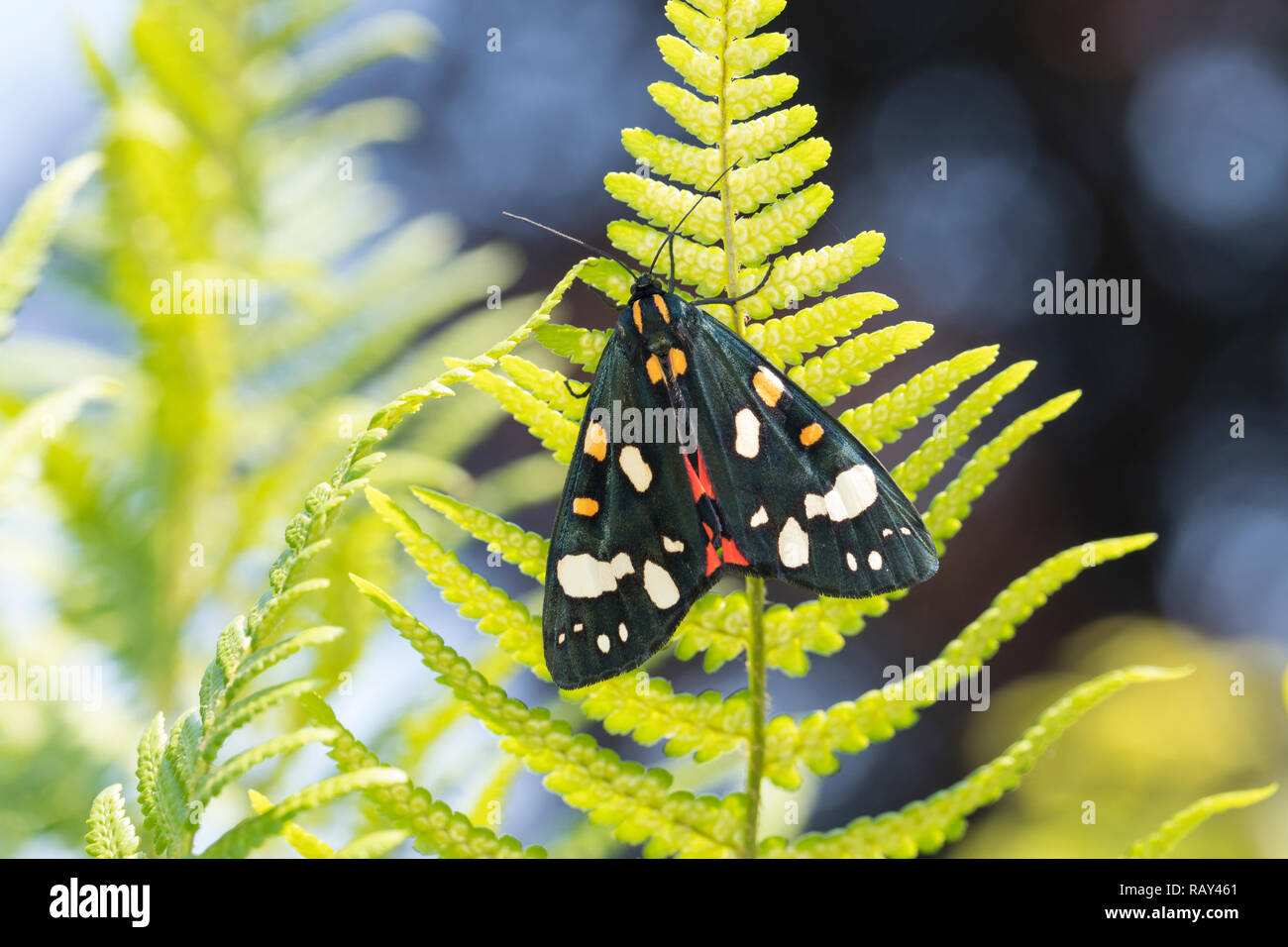 Schönbär, Callimorpha dominula, Panaxia dominula, scarlet tiger moth, L ...