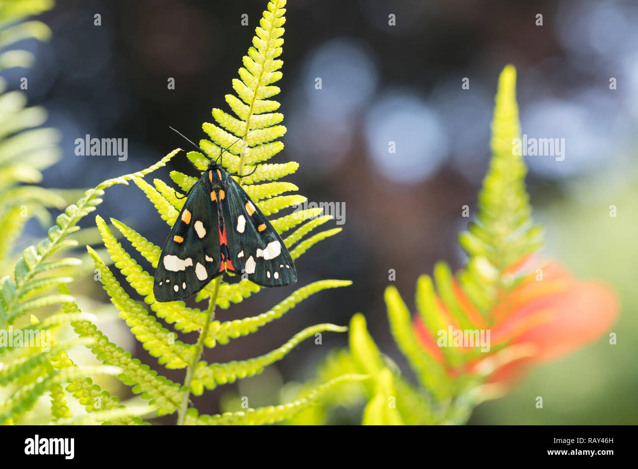 Schönbär, Callimorpha dominula, Panaxia dominula, scarlet tiger moth, L ...